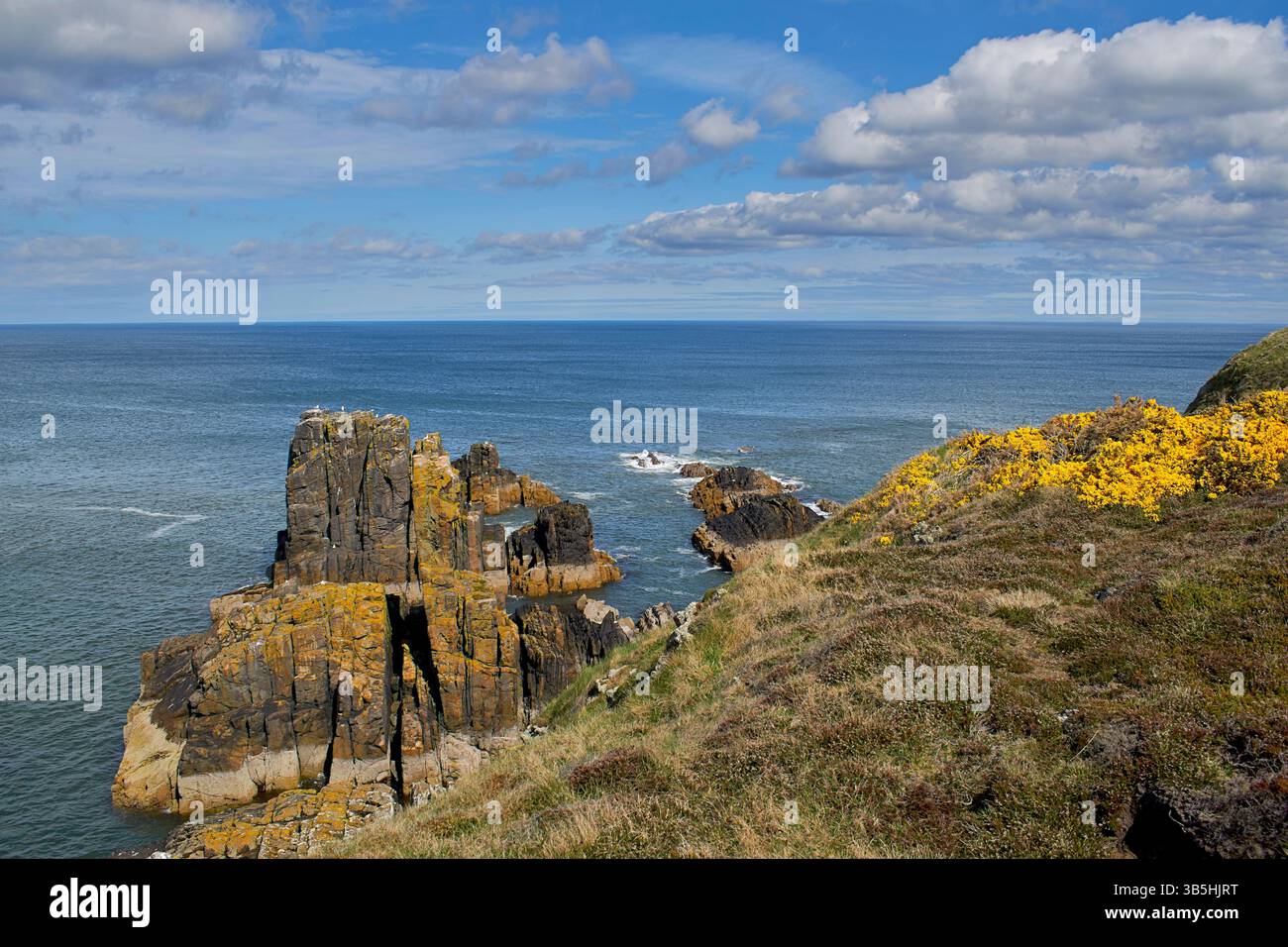 Moray Coastline near Macduff Scotland with rocks surf and yellow gorse ...