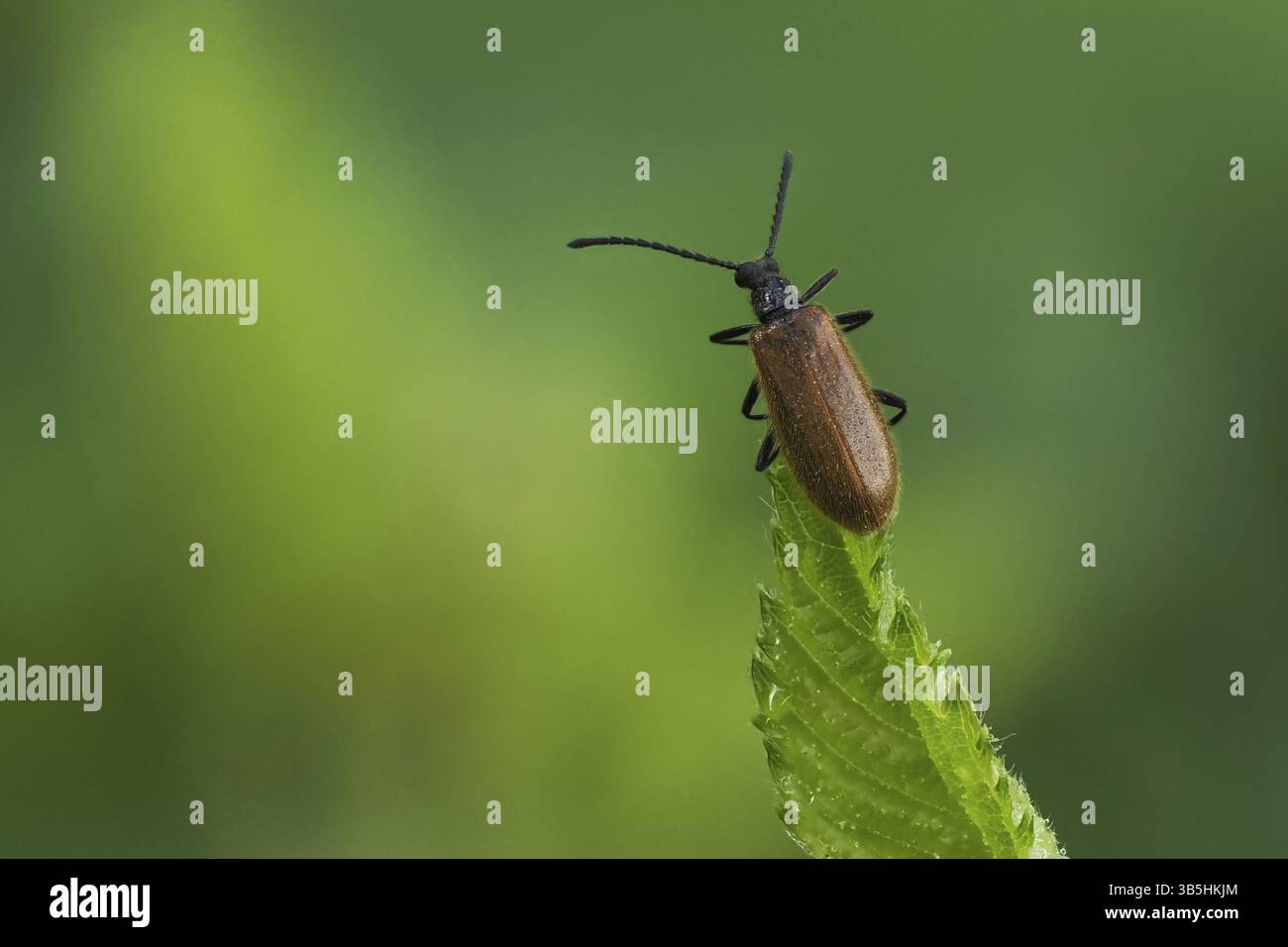 Mealybug on leaves plants hi-res stock photography and images - Alamy