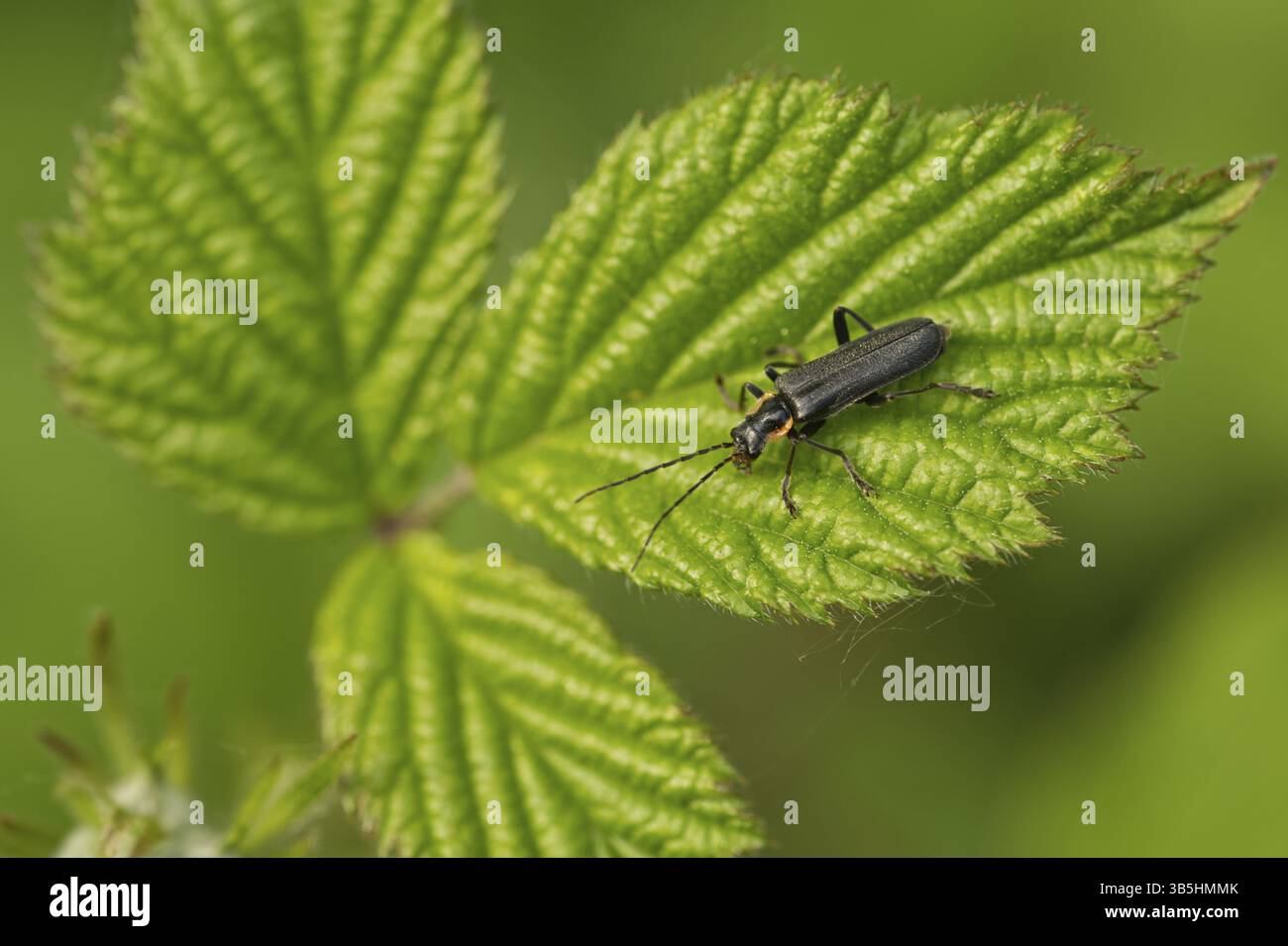 Soldier beetles cantharis hi-res stock photography and images - Alamy