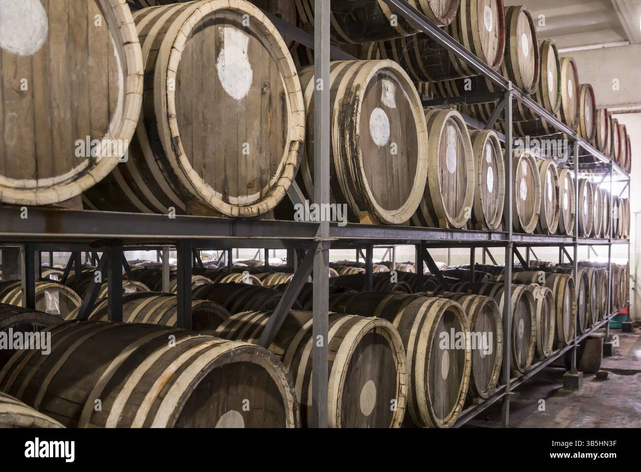 Scotch Whisky Barrel rows. Whiskey and brandy distillery. Oak barrel ...