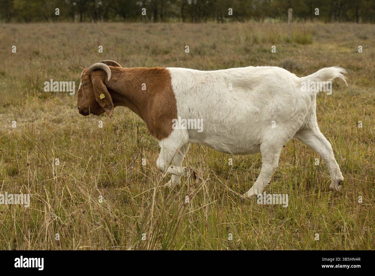Boer goat tending the landscape in the moor Stock Photo - Alamy