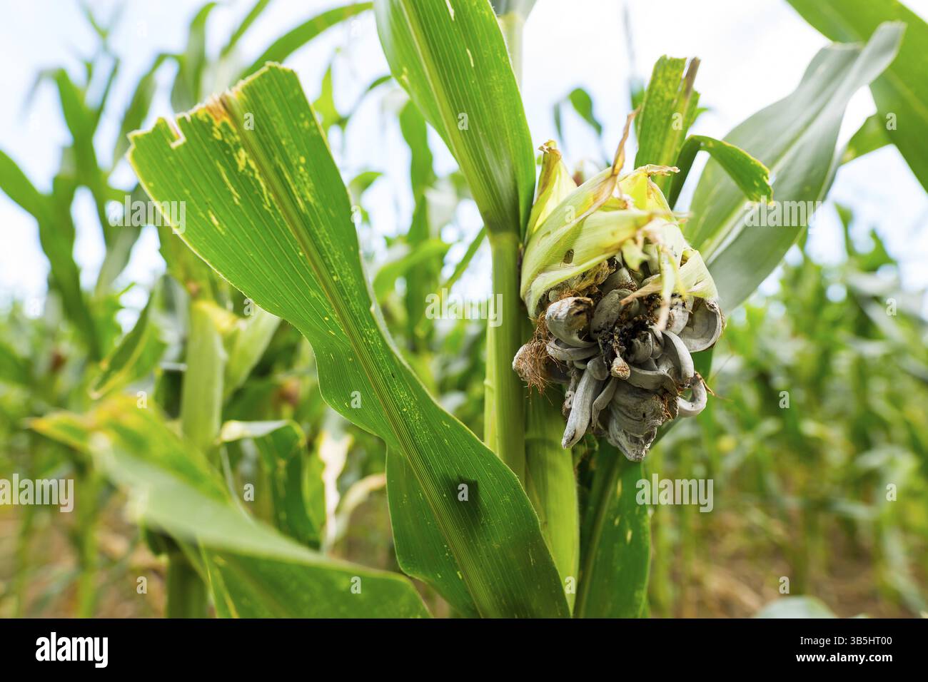 Huitlacoche - Corn smut, fungus, Mexican truffle in the green field ...