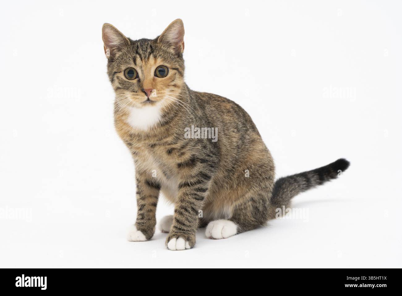 The female cat sits on a white background in the sphinx position and ...