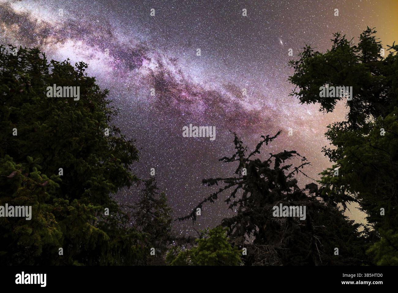 A view of a Meteor Shower and the purple Milky Way with pine trees ...