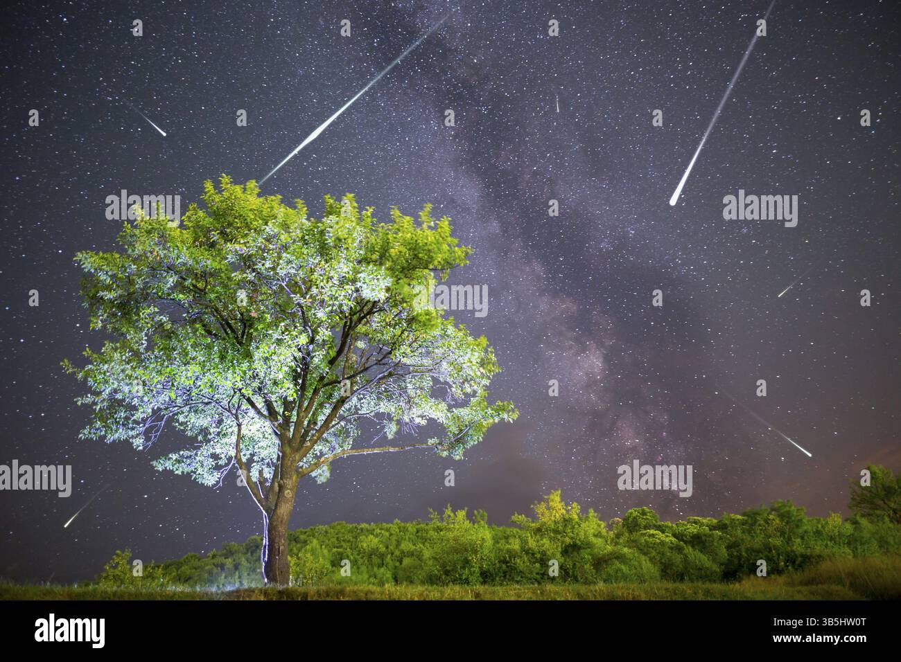 A view of a Meteor Shower and the Milky Way. Green plum tree with plums ...