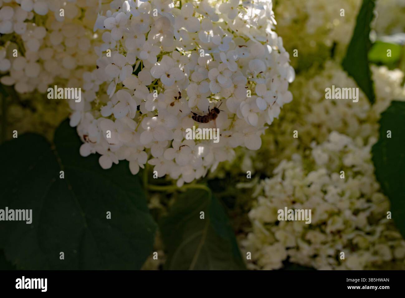 Pure White Hydrangea Blooms Elegant Floral Cluster on Blurred Green Background Stock Photo - Alamy