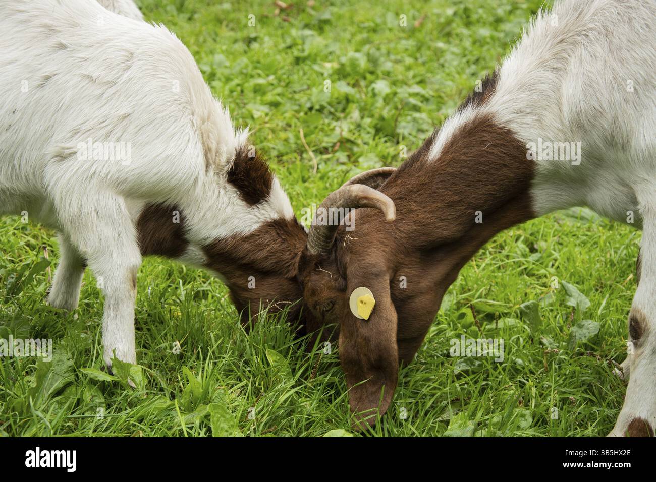 Two grazing Boer goats in detail Stock Photo - Alamy