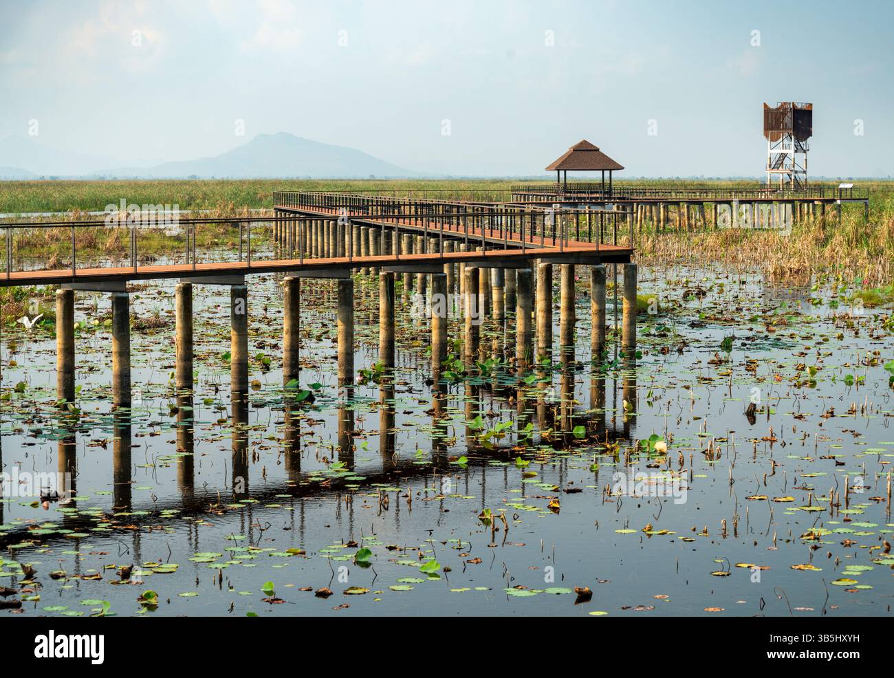 Freshwater Marsh and largest wetlands in Thailand,with mangrove forests ...