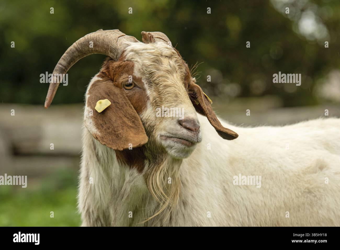 Portrait of the Boer goat Stock Photo - Alamy