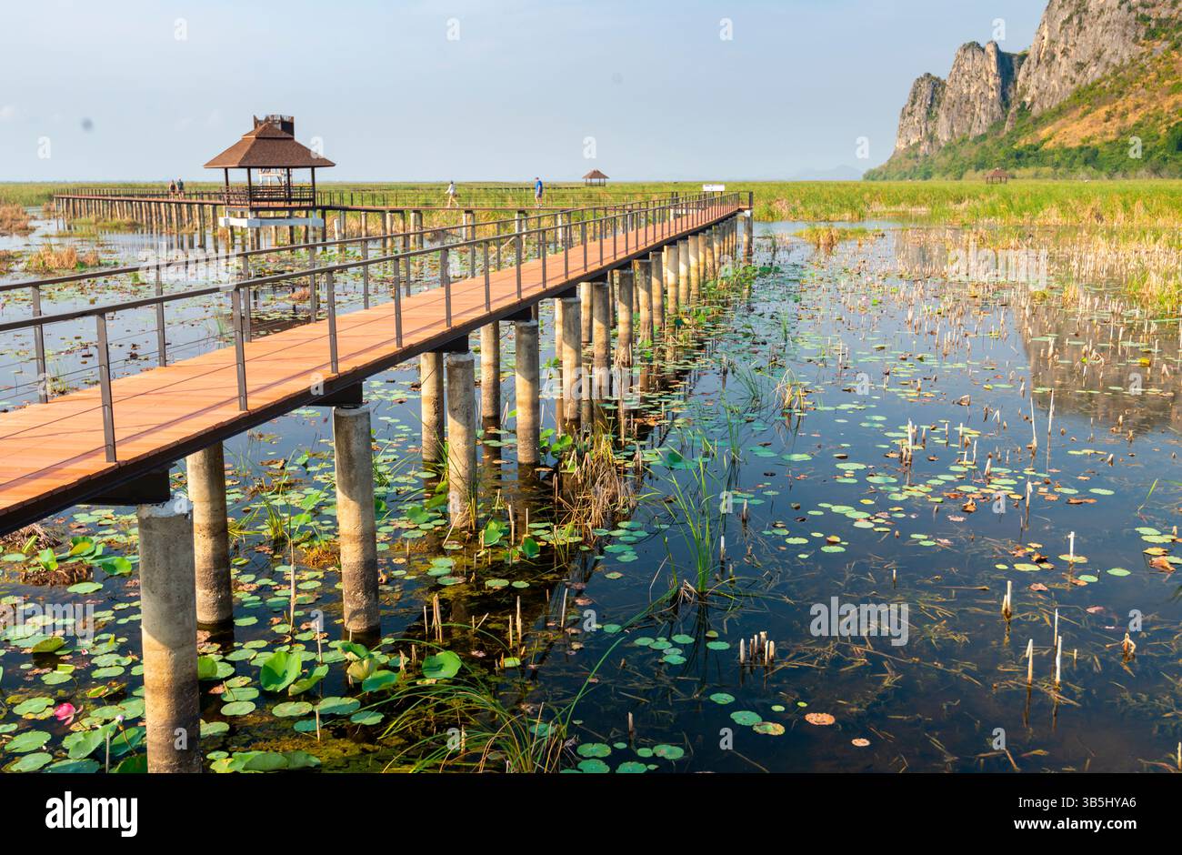 Freshwater Marsh and largest wetlands area in Thailand,with mangrove ...