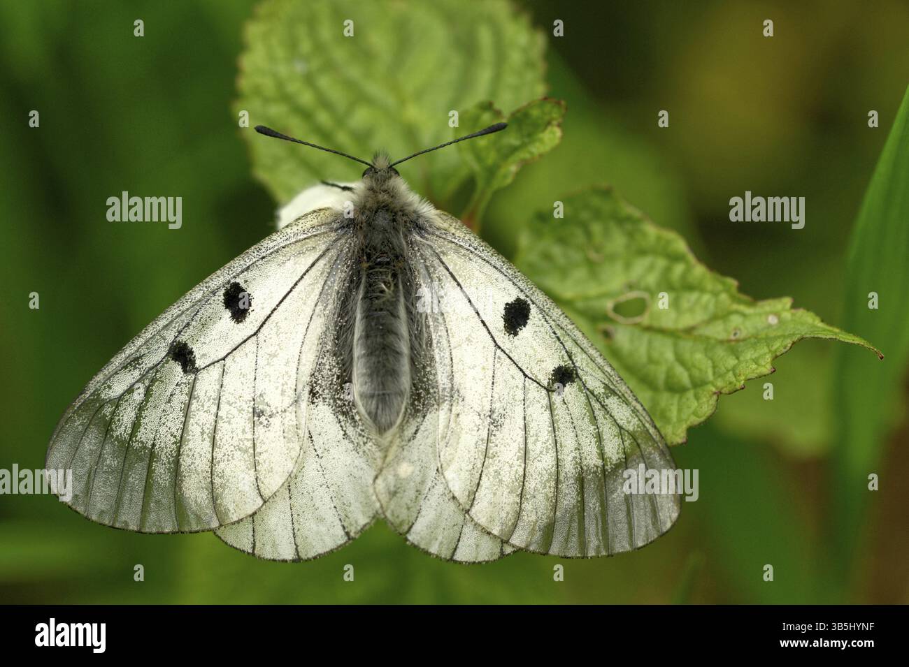 Clouded Apollo (Parnassius mnemosyne Stock Photo - Alamy