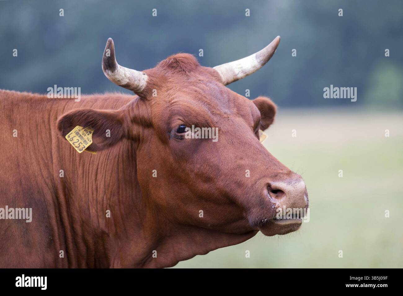 Portrait of a red cattle cow Stock Photo - Alamy