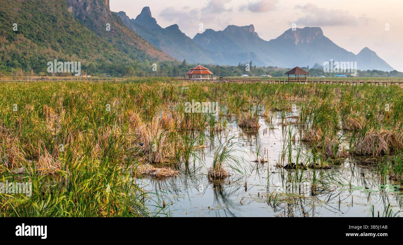 Freshwater Marsh and largest wetlands area in Thailand,with mangrove ...