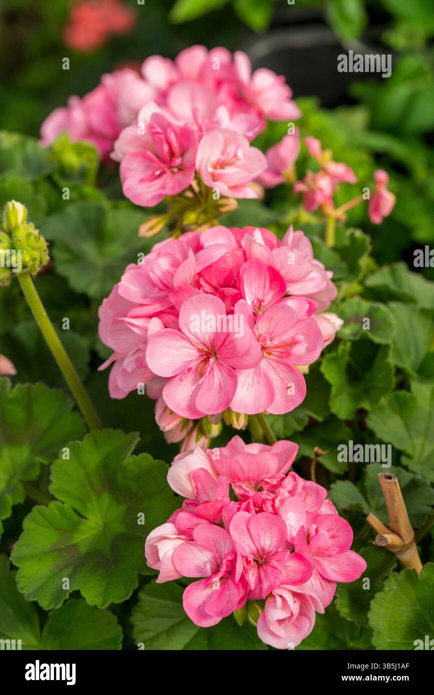 Pelargonium × hortorum, known as zonal geranium, shows vibrant pink blooms and lush green leaves ...