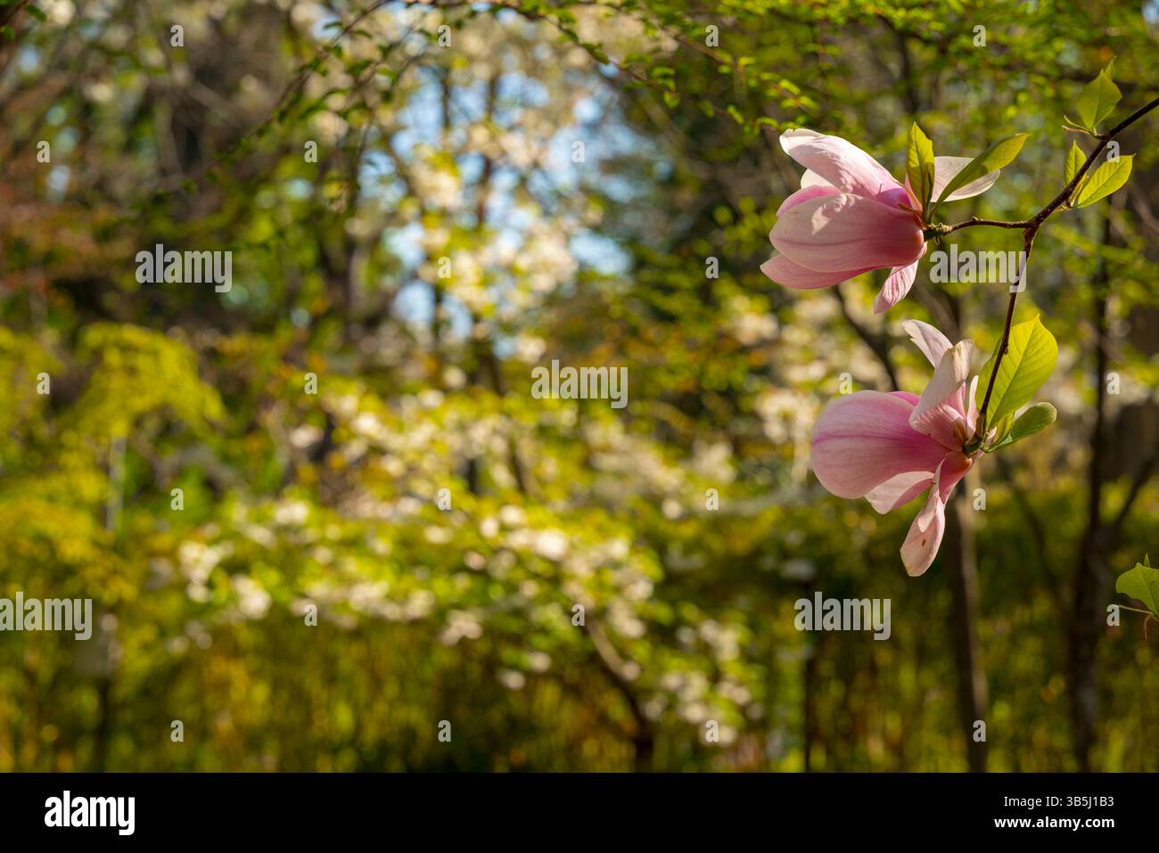 The Saucer Magnolia (Magnolia × soulangeana) is a stunning hybrid tree ...