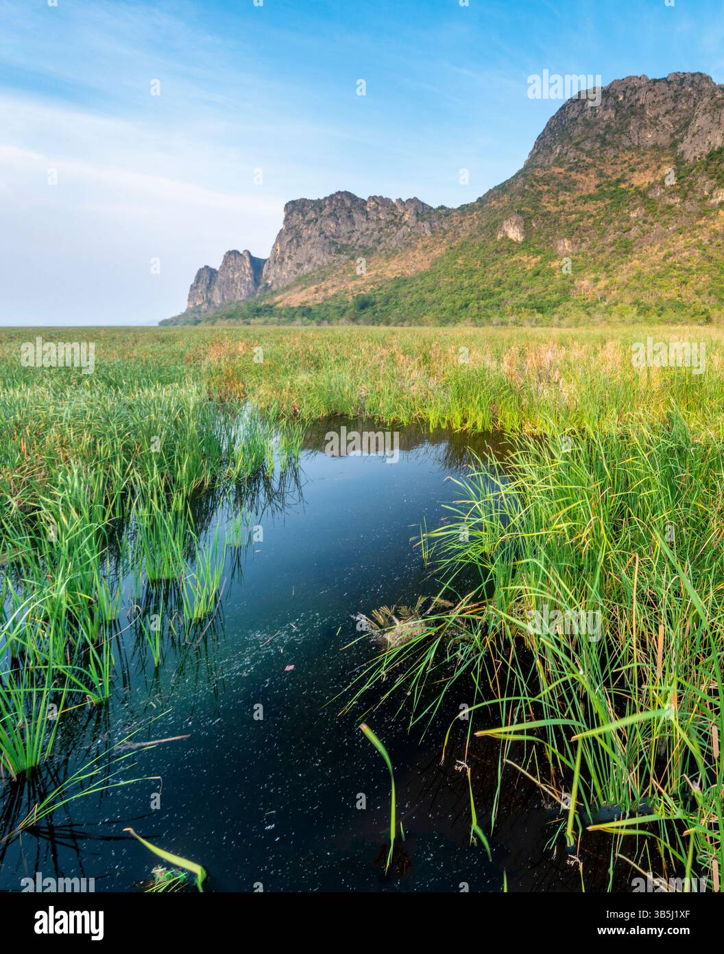 Freshwater Marsh and largest wetlands area in Thailand,with mangrove ...