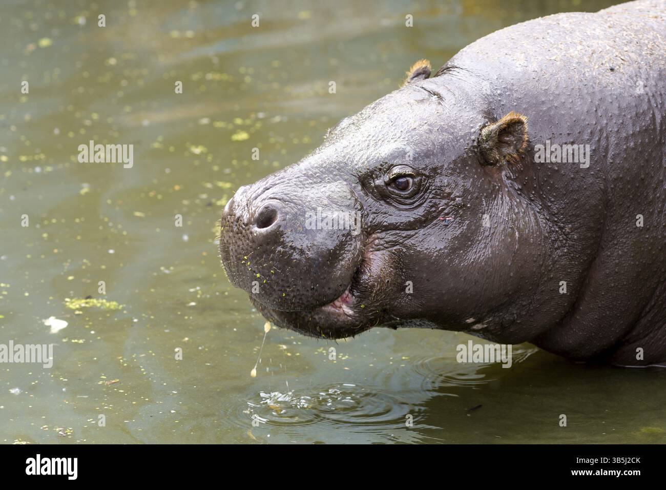 The pygmy hippopotamus is a small (mini) hippopotamid which is native ...
