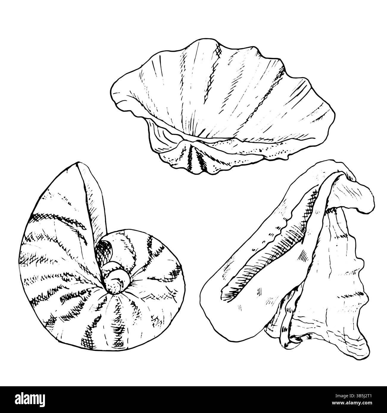 Clam shell cassis cornuta, round nautilus and pearl oystercatcher ...