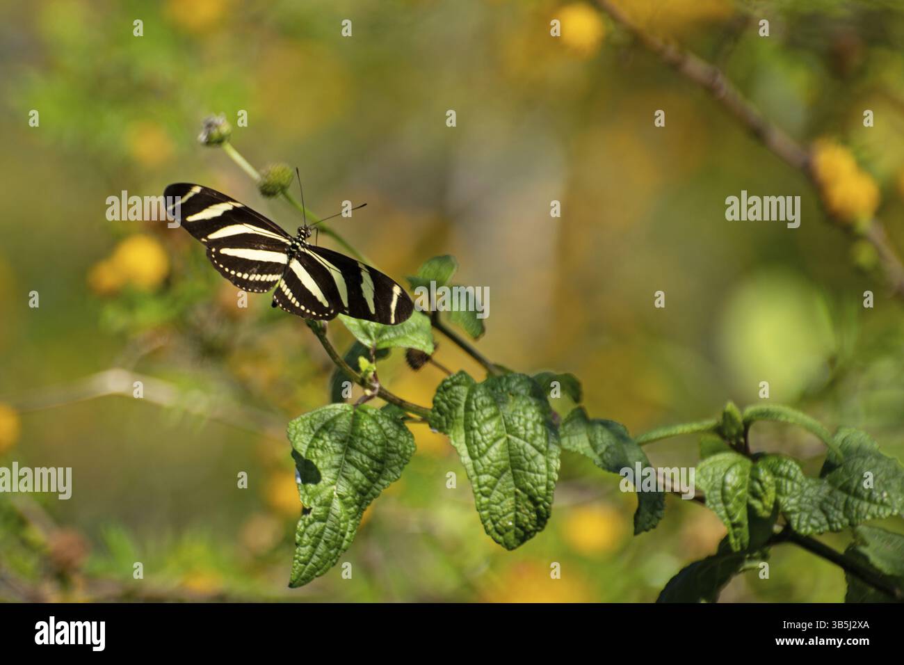 Zebra butterfly (Heliconius charithonia Stock Photo - Alamy