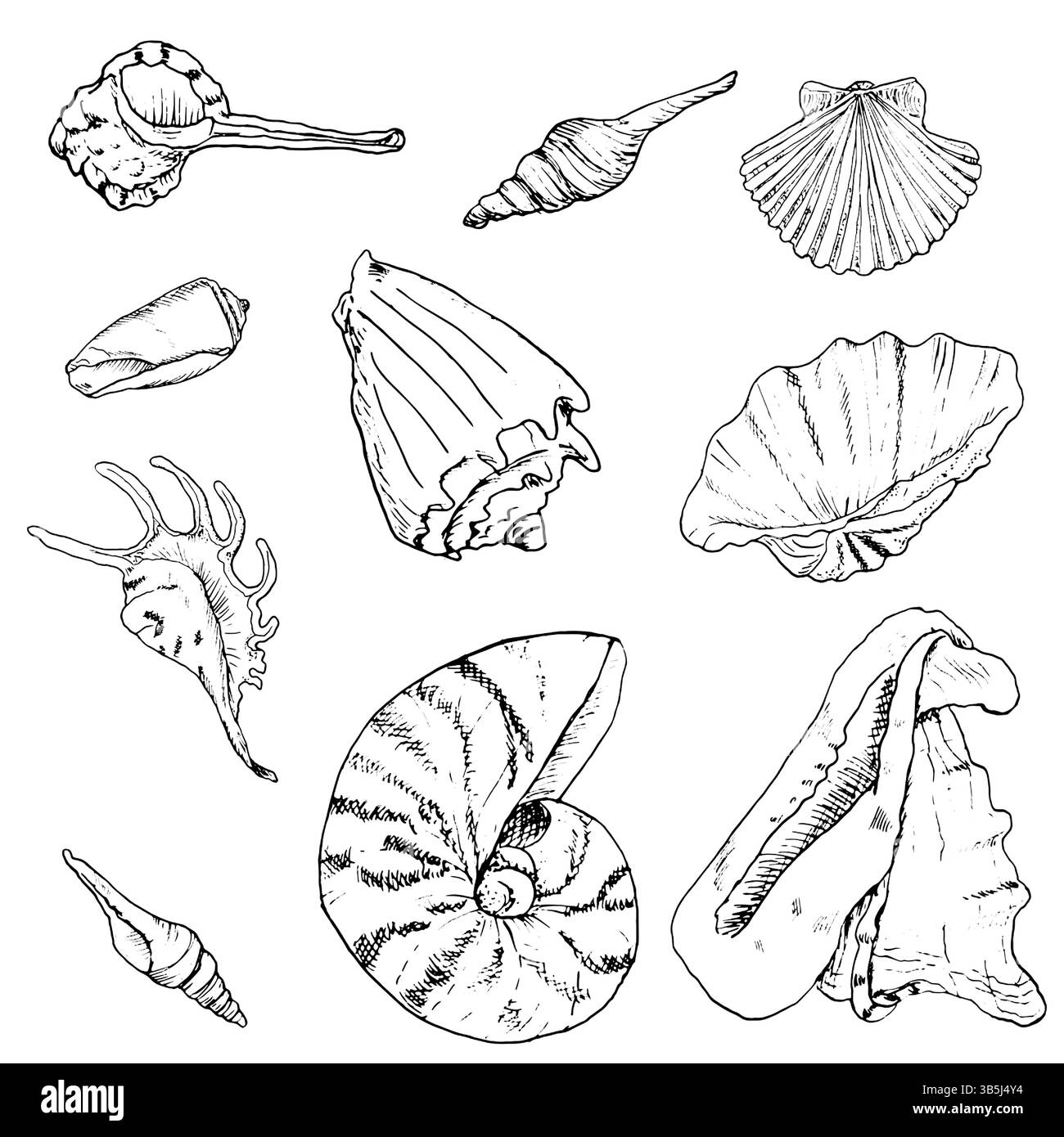 Cassis clam shell, nautilus and lambis, black and white sketch. Marine ...