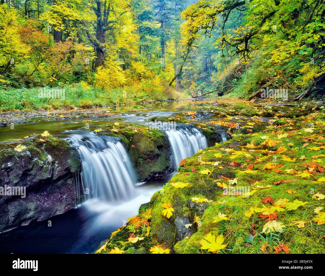 Fall colored Big Leaf Maple leaves. North Fork Silver Creek. Silver ...