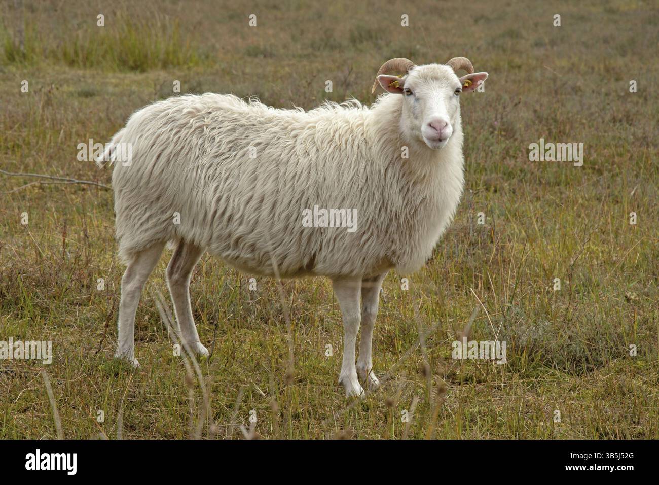 White horned Heidschnucke moorland sheep in the moor Stock Photo - Alamy