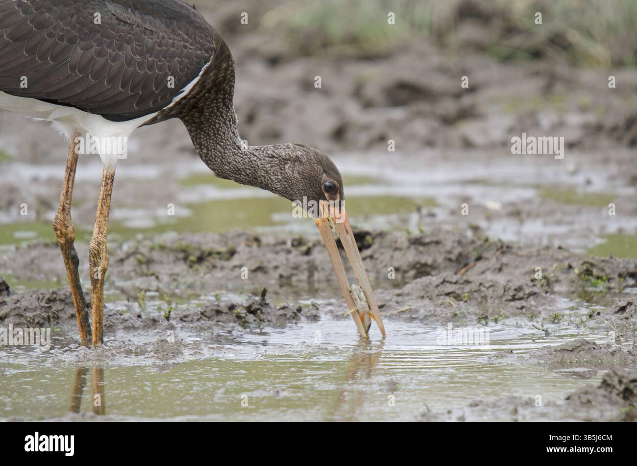 Young black stork prey hi-res stock photography and images - Alamy