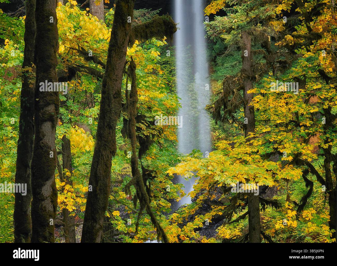 North Falls with fall colored Big Leaf Maple trees. Silver Falls State ...
