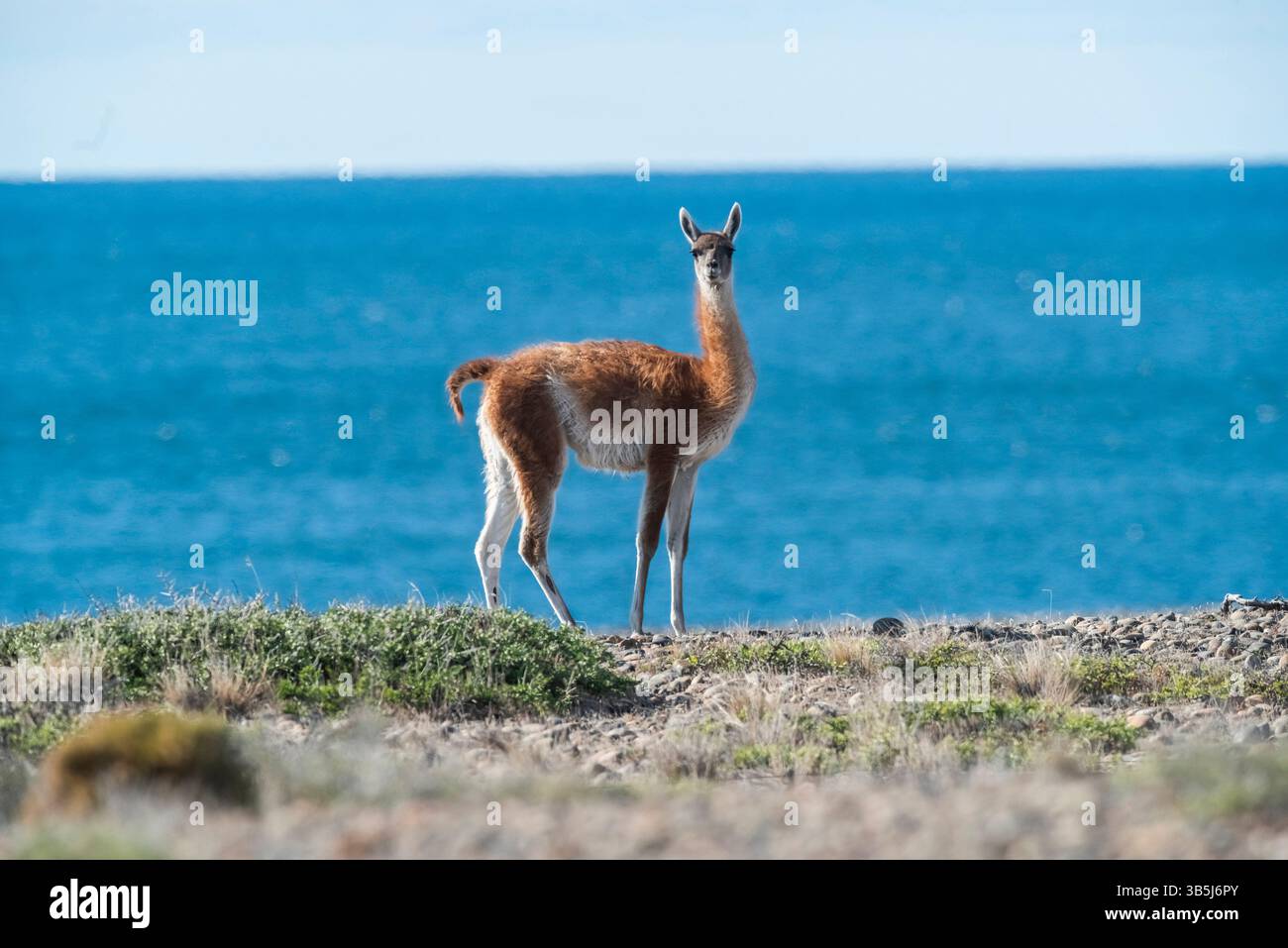 Baby Guanaco, Peninsula Valdes, Chubut Province, Patagonia, Argentina ...