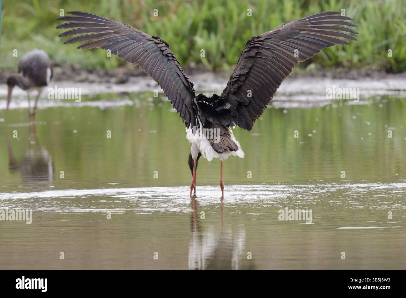 Storks in habitat hi-res stock photography and images - Alamy