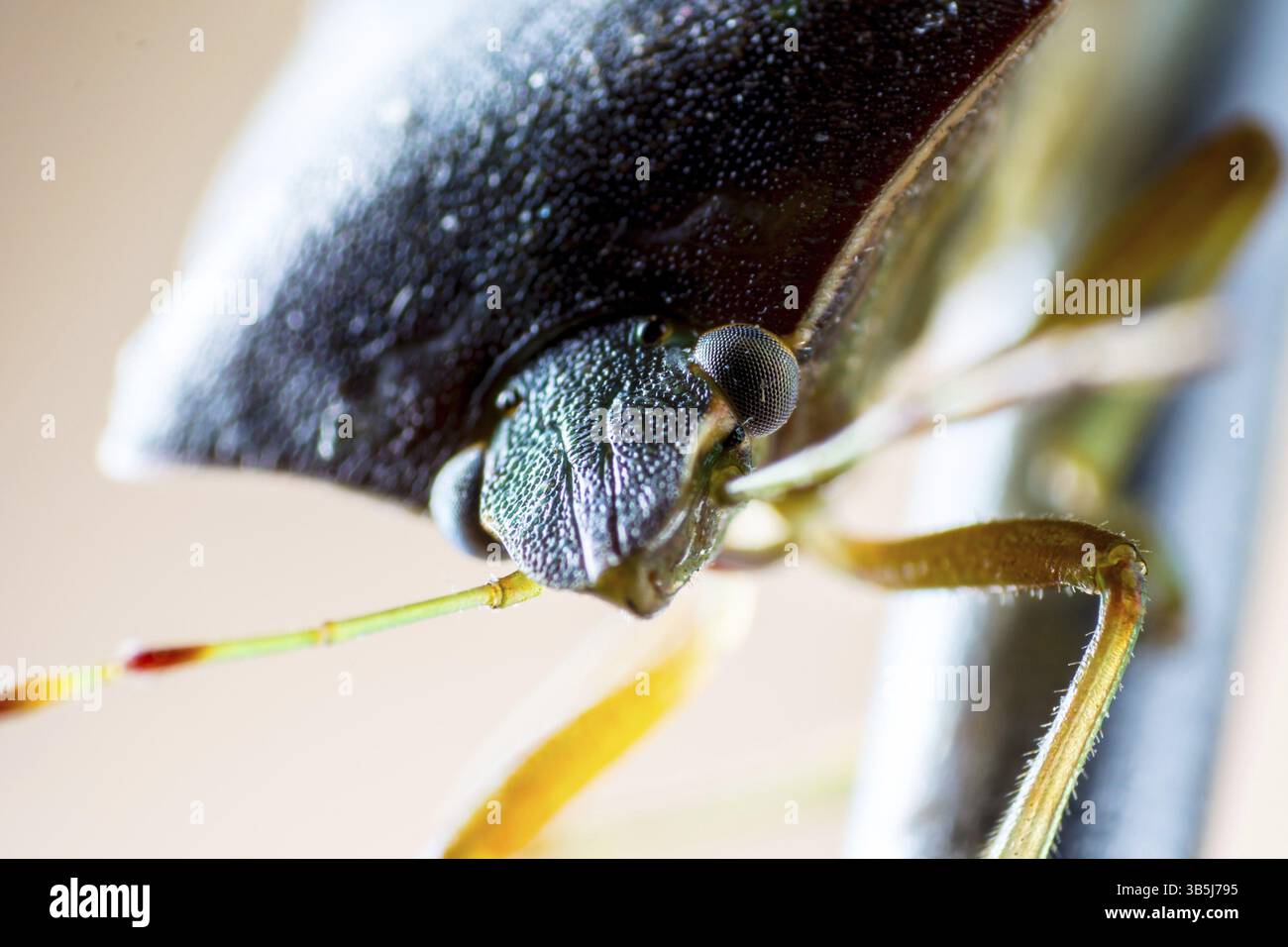 Clown stink bug hi-res stock photography and images - Alamy