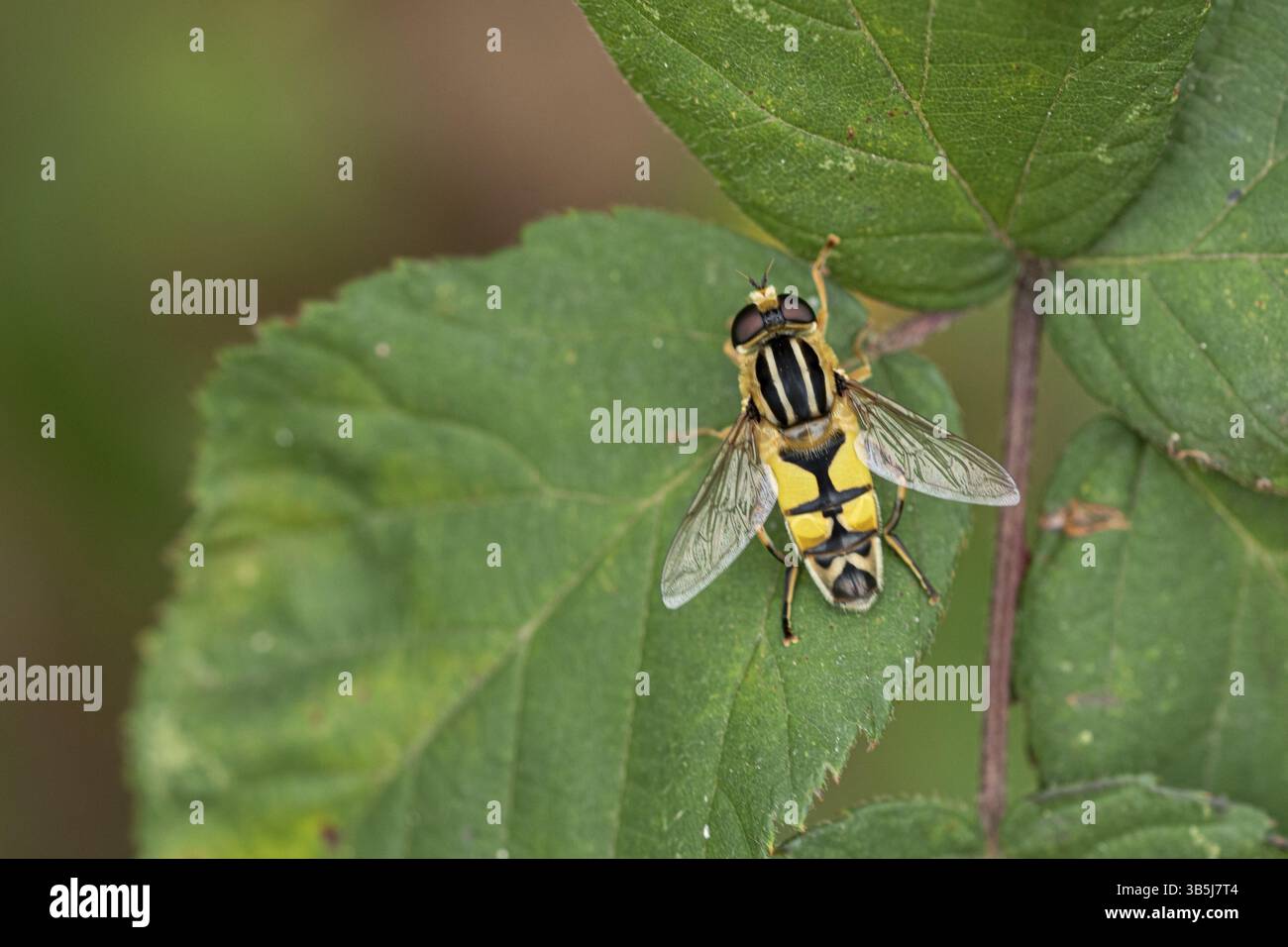 Large marsh hoverfly (Helophilus trivittatus Stock Photo - Alamy