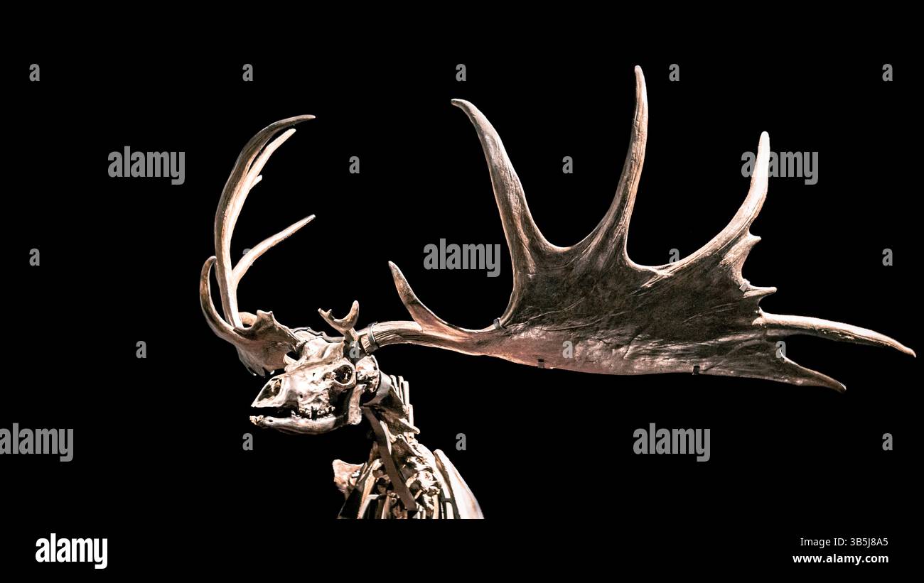 Antlerstructure hi-res stock photography and images - Alamy