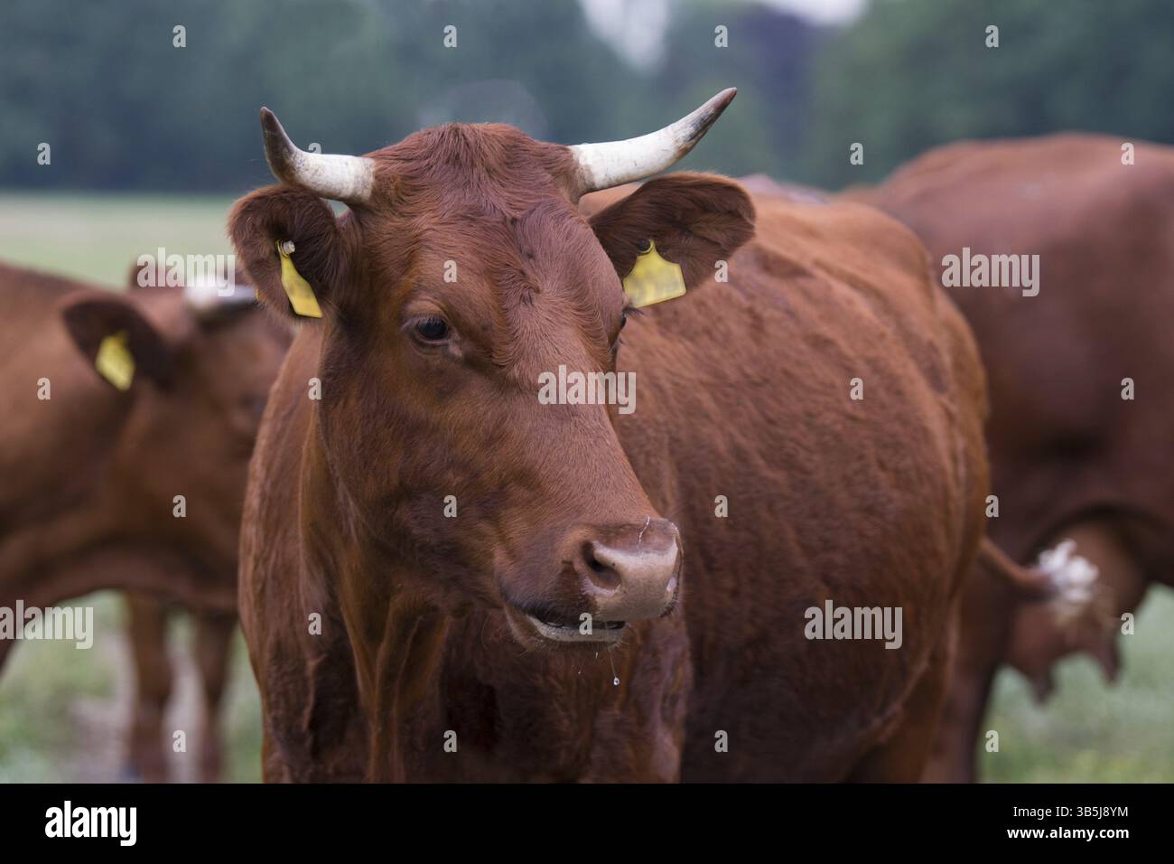Red coloured cow on meadow hi-res stock photography and images - Alamy