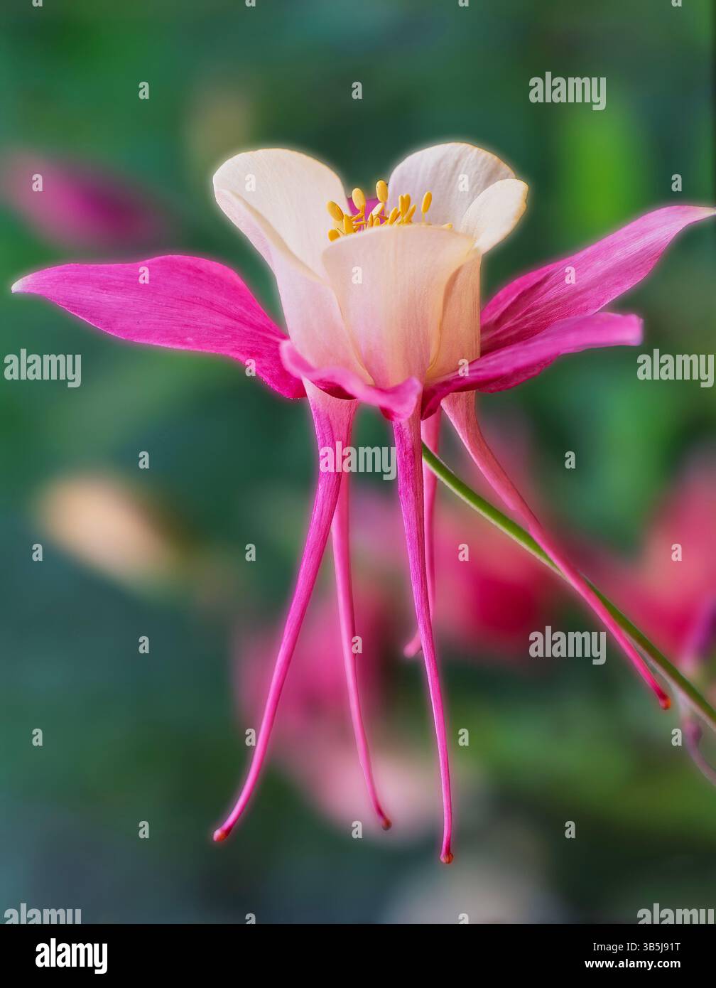 Columbine flower california hi-res stock photography and images - Alamy