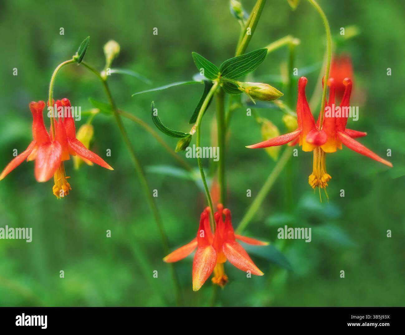 Columbine flower california hi-res stock photography and images - Alamy