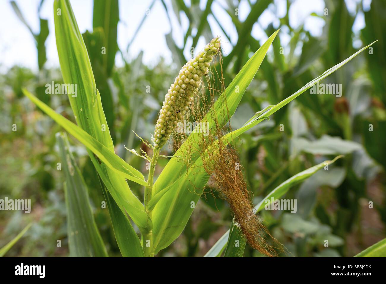 Field corn fertilizer hi-res stock photography and images - Alamy