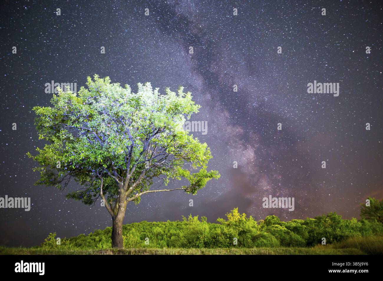 A view of the stars of the Milky Way. Green plum tree with plums high ...