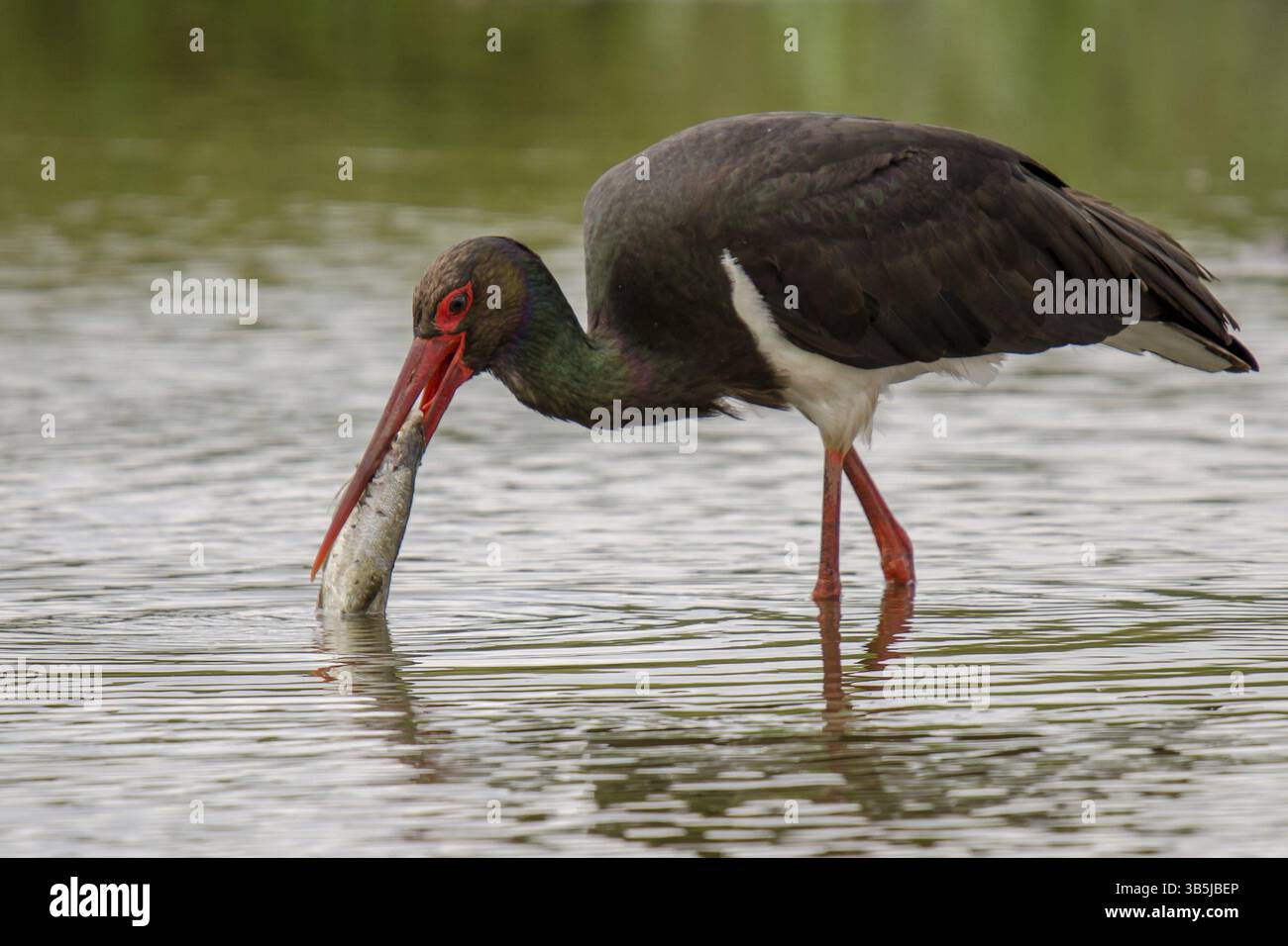 Stork with prey hi-res stock photography and images - Alamy