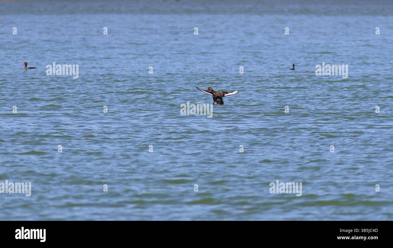 Common scoter (Melanitta nigra), A bird in the distance spreads its ...