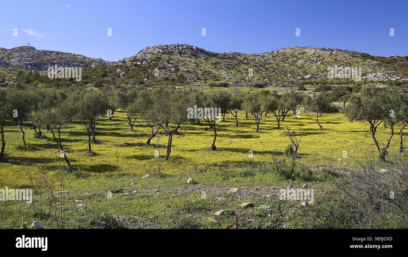Meadow with olive trees in front of rocky hills under blue sky, Gadoura ...