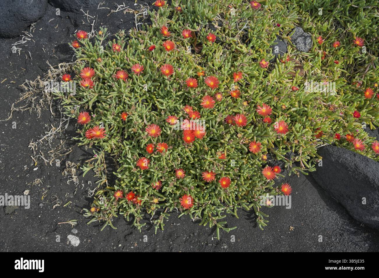 Flower of a succulent, Malephora, black lava soil, El Remo, Atlantic ...