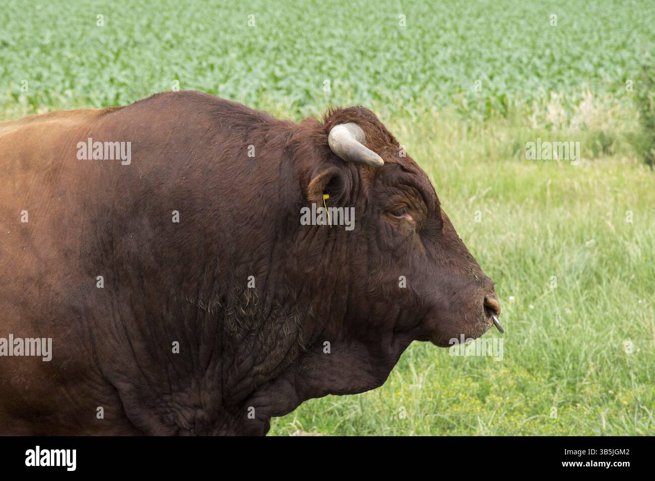 Red cattle bull i, portrait Stock Photo - Alamy