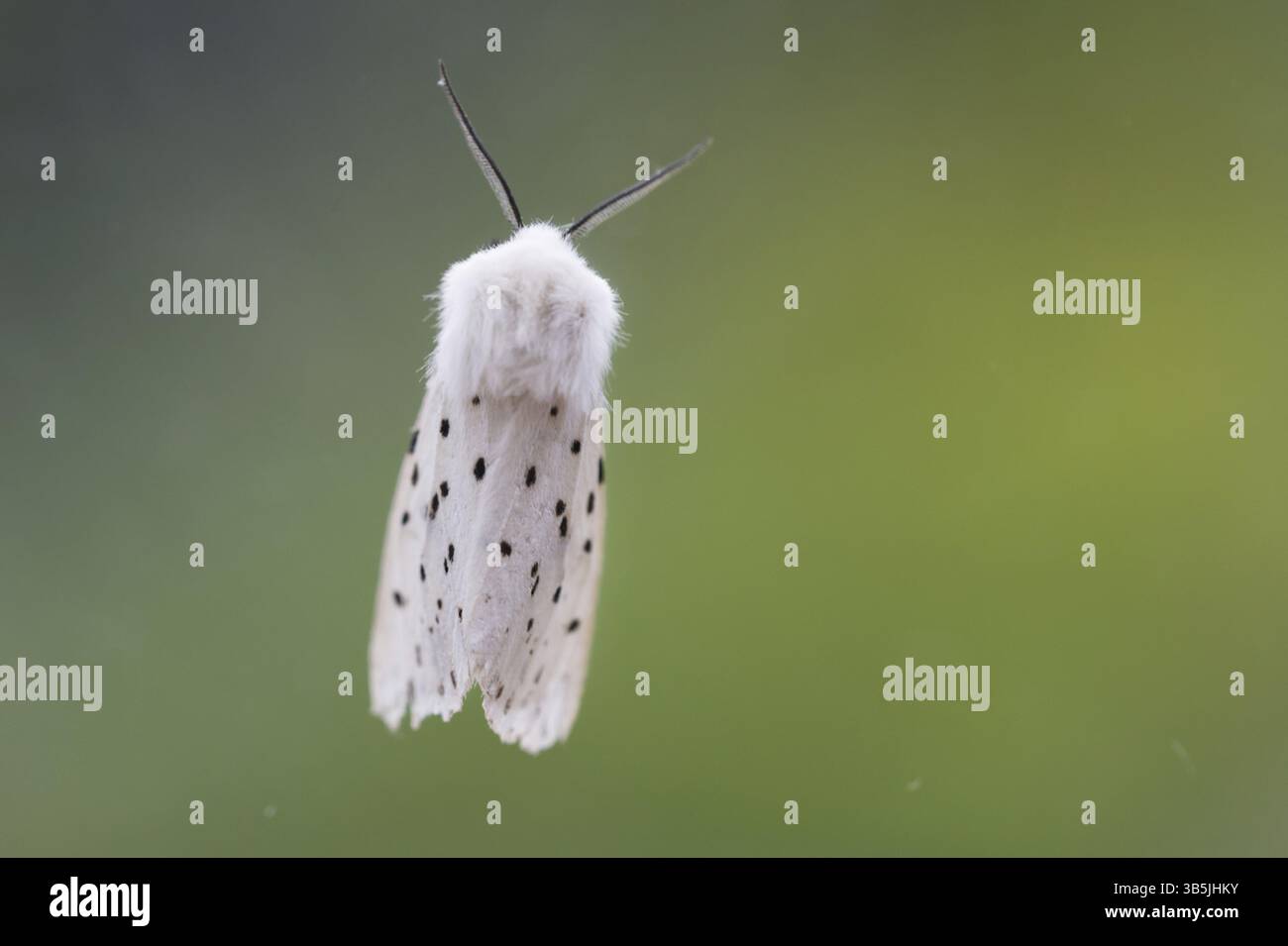 White ermine moth (Spilosoma lubricipeda Stock Photo - Alamy