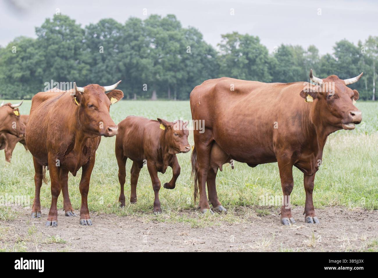 Red cattle on the pasture (suckler cow husbandry Stock Photo - Alamy