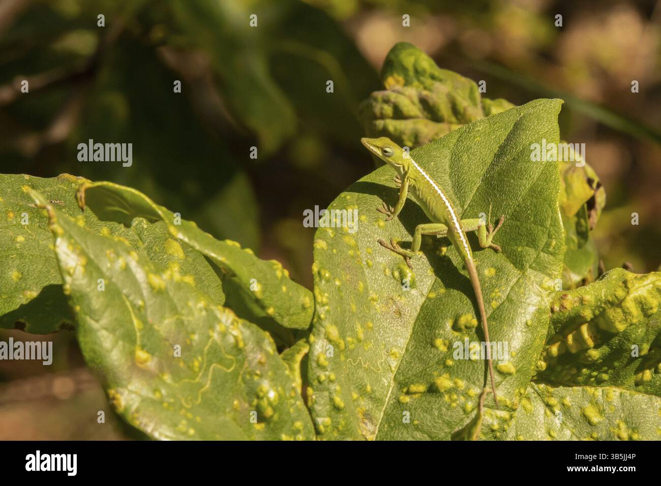 Green Anole (Anolis carolinensis Stock Photo - Alamy