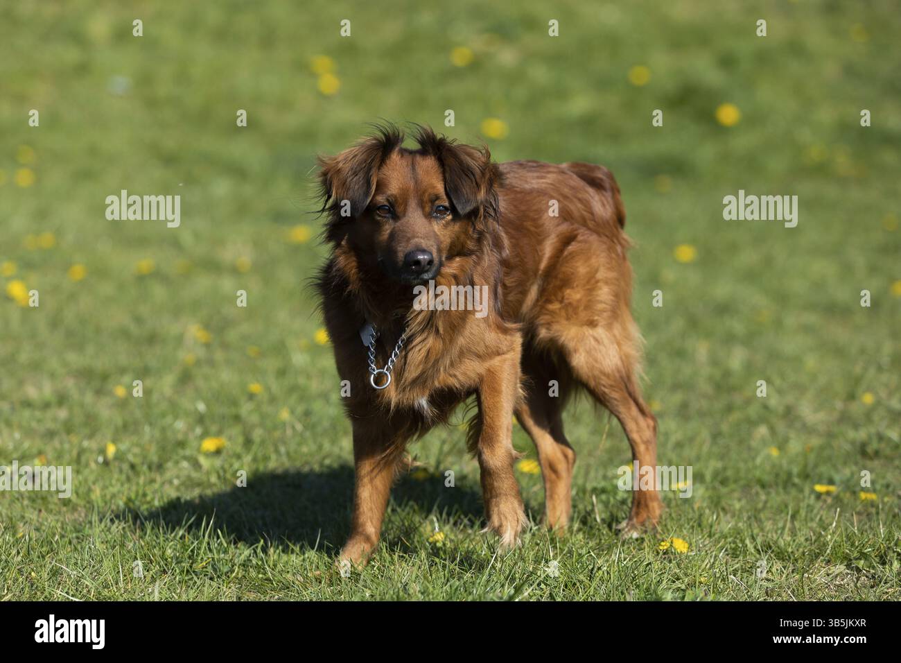 The mixed-breed dog stands uncertain on the green lawn and looks ...