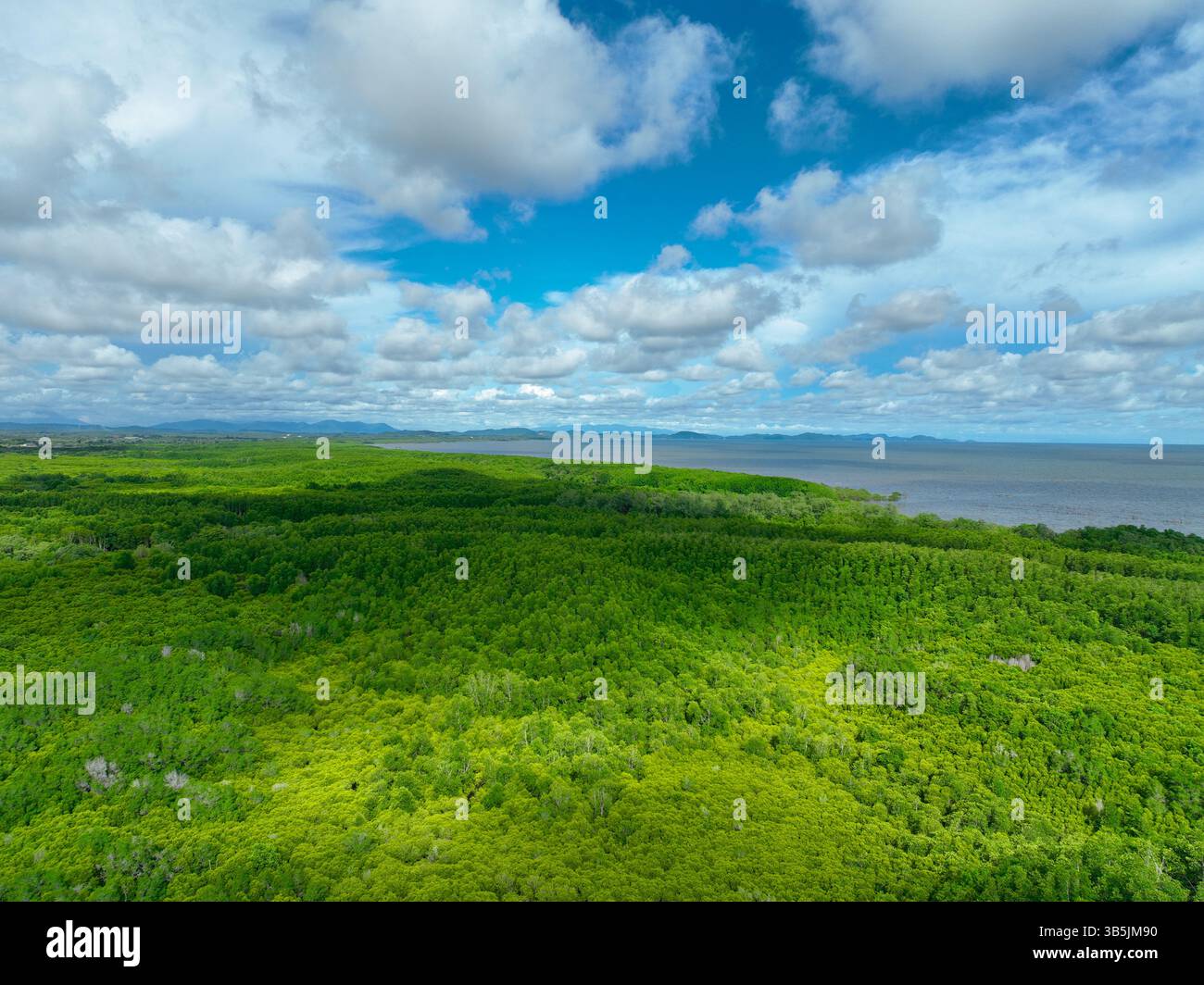 Aerial view mangrove forest ecosystem. Significant economic value in ...