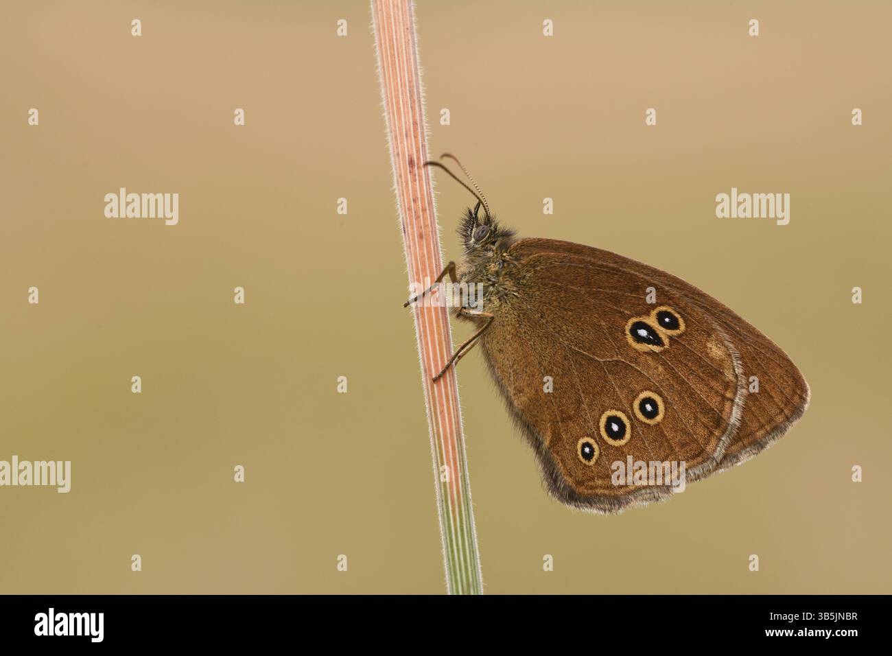Brown woodland bird in roosting position on a stalk Stock Photo - Alamy