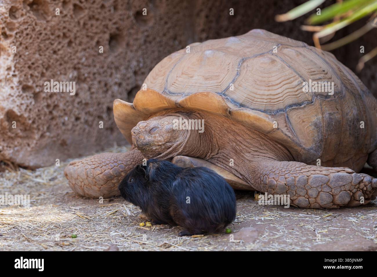 African spurred tortoise (Centrochelys sulcata) and guinea big (Cavia ...